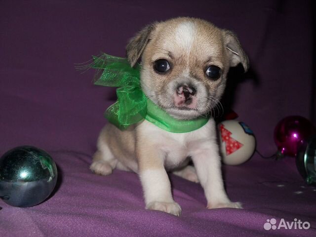 Новогодние маль-Чишки