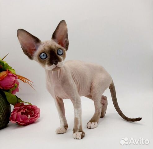 Минскин