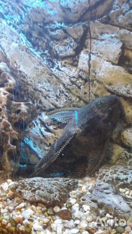 Взрослый аквариумный сом "плекастомус"