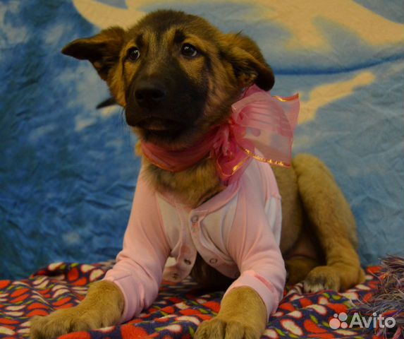 Малышка Элечка в поисках дома