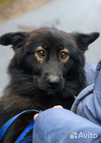 Милаша 2 года 45-50 см