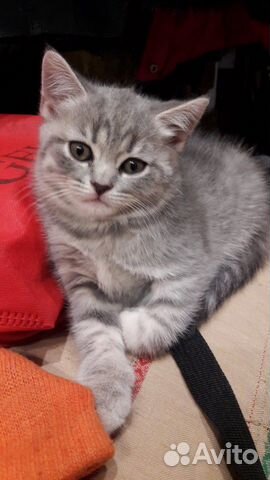 Продам котят