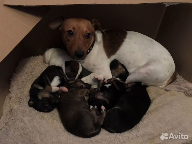 Метисы щенки