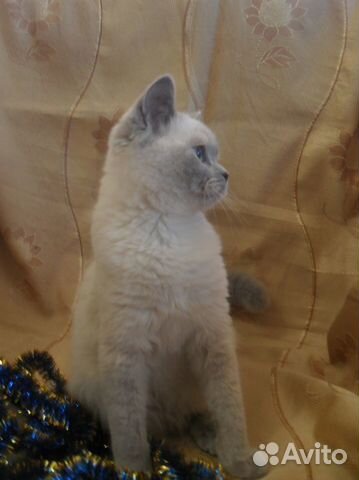 Котик шотландский прямойхий 5 месяцев