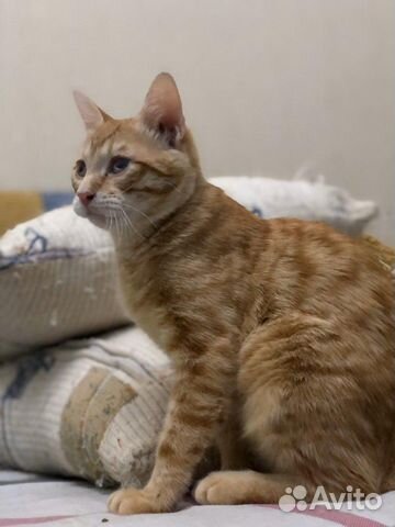 Котенок Тема