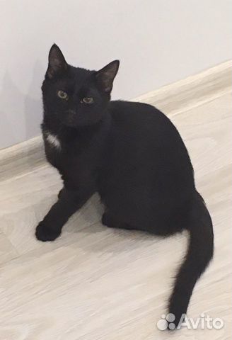 Котенок девочка Алиса