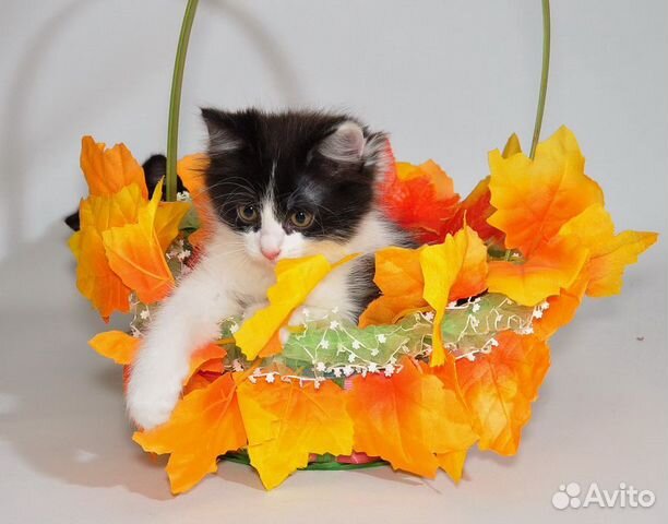 Очаровашки - Котята