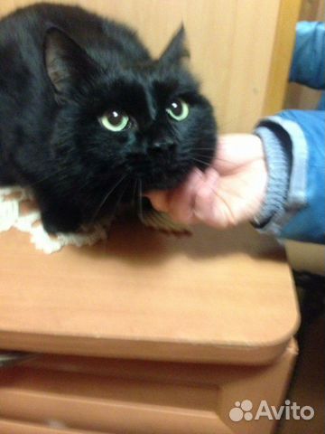 Черный кот Бакс