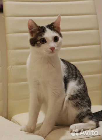 Котёнок Вася 4 месяца в добрые руки