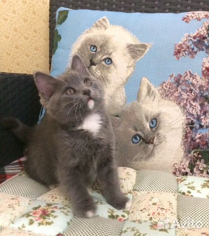 Котейка Мурлыка в добрые руки