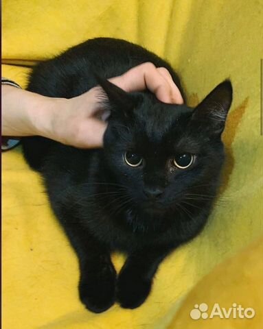 Безумно очаровательный котик Арчи 10 мес ищет свой