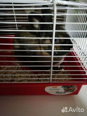 Кролик декоративный