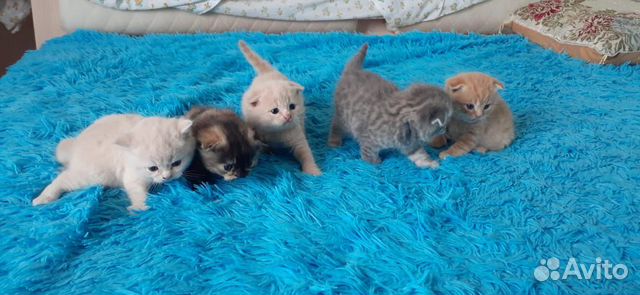 Шотландские очеровашки