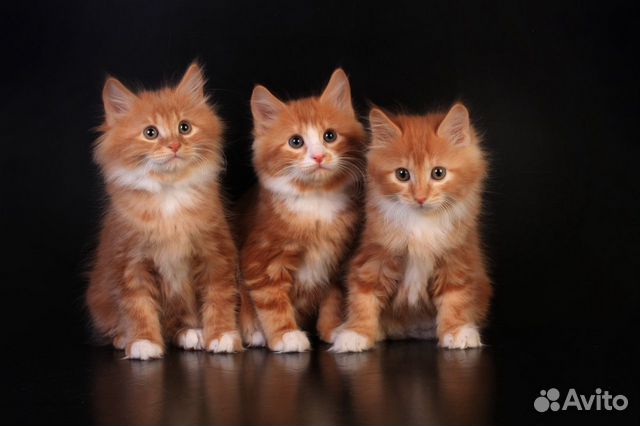 Курильский бобтейл котята