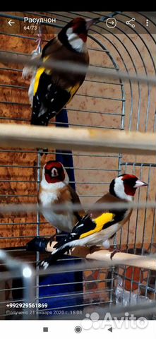 Продам сибирский крупных щеглов
