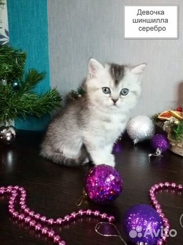 Серебристая шиншилла девочка 2 месяца