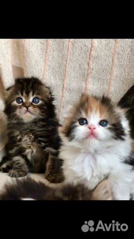 Котята шотландские вислоухие 1 месяц