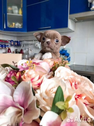 Щенки Чихуахуа