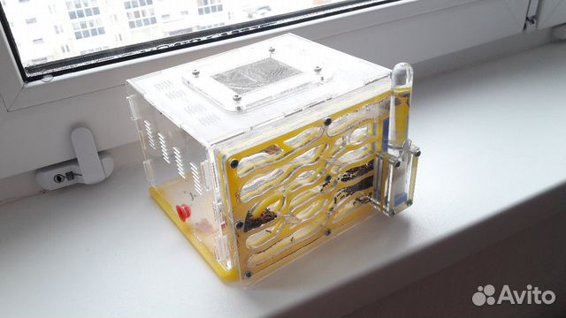 Продам формикарий