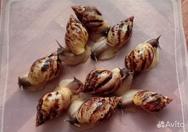 Улитки - подростки