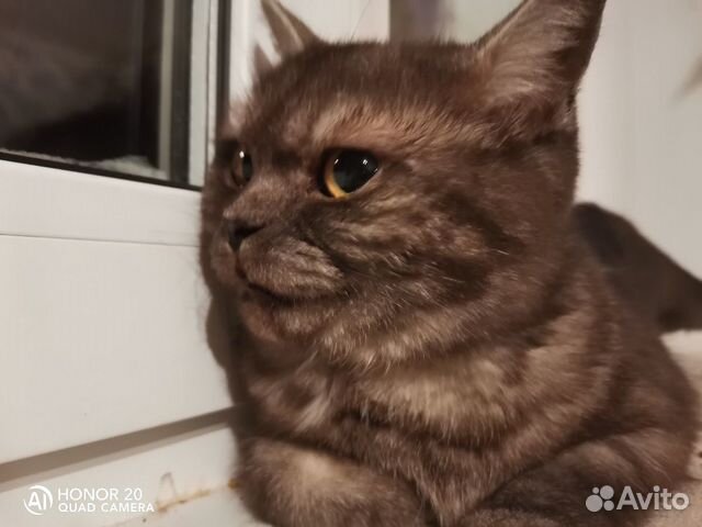 Вязка кошка