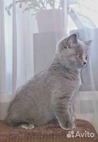 Британская