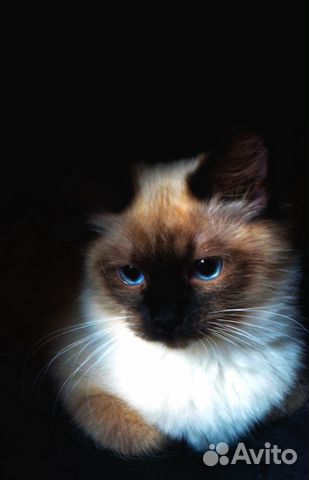 Ragdoll котенок, девочка регдолл