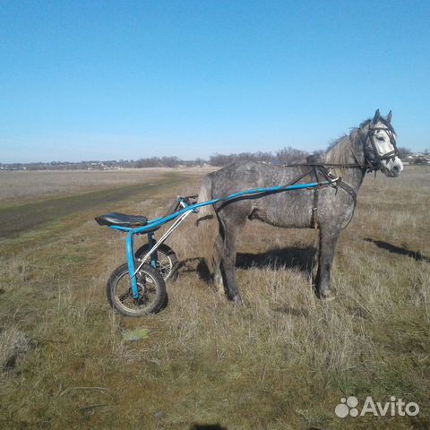 Орловский рысак