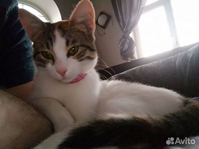 Кошка привитая, 6 мес