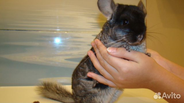 Горная шиншилла, девочка 6 месяцев. Чёрный бархат
