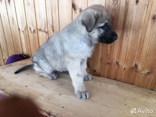 Продам щенка восточноевропейской овчарки