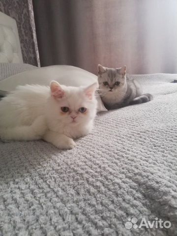 Шотландские кошечки