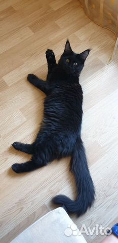 Кошка мэйн кун