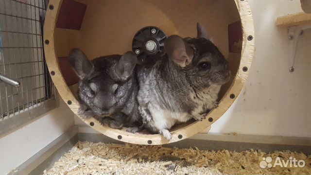 2 Шиншиллы с витриной