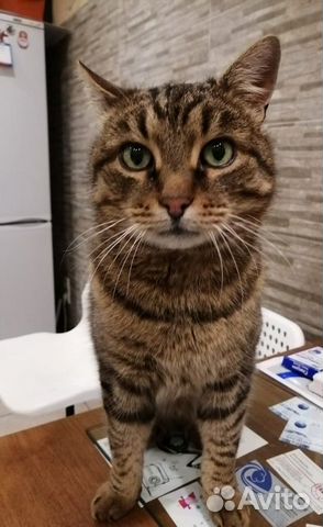 Котик в добрые руки
