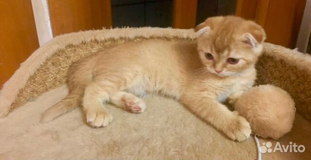 Красный тикированный котёнок вислоухий шотландец