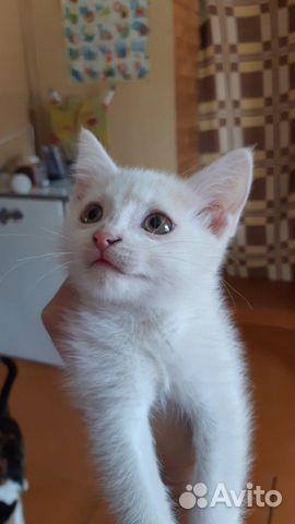 Котенок лоток на 5+