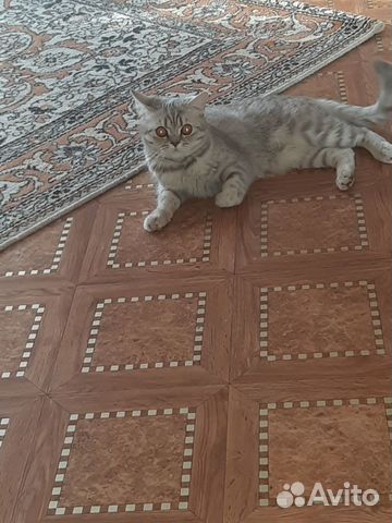 Кошка