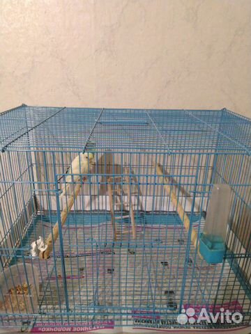 Продаю попугаев с клеткой