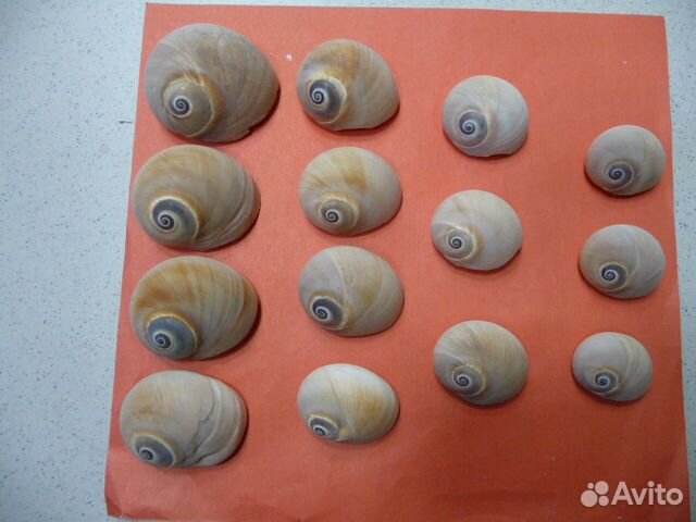 Ракушки для аквариума