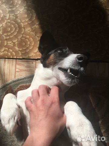 Глаткошерстный фокстерьер