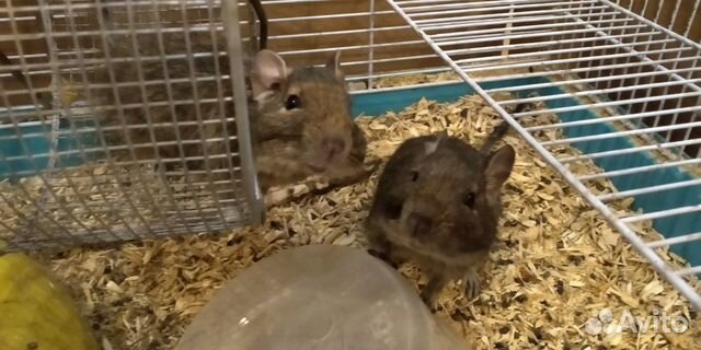 Белки Дегу 2 штуки