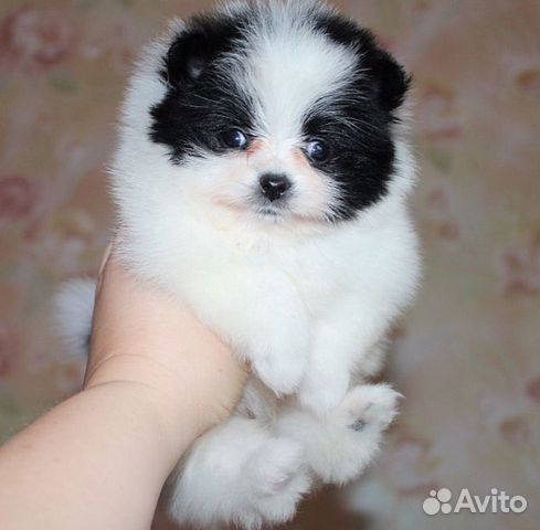 Шпиц померанский мини Мишки мальчики и девочки