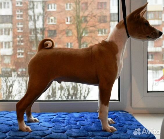 Алиментный щенок басенджи