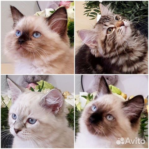 Чистокровные сибирские котята