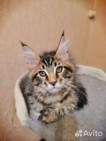 Очень крупный мальчишка