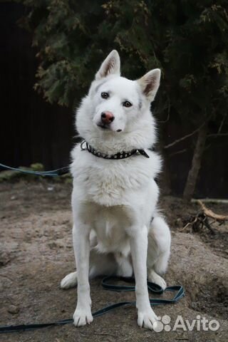 Красавчик Алтай пароды лайка ищет семью