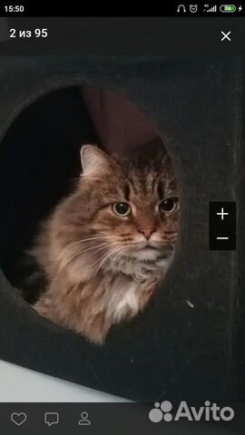 Кошка Фрося