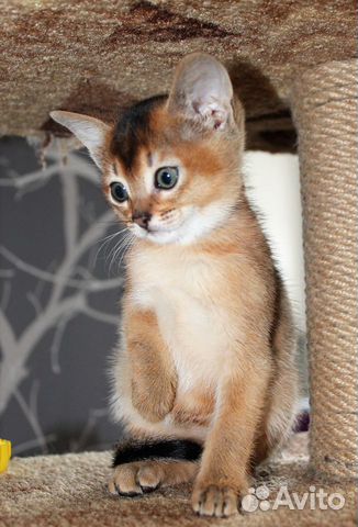 Аби кот