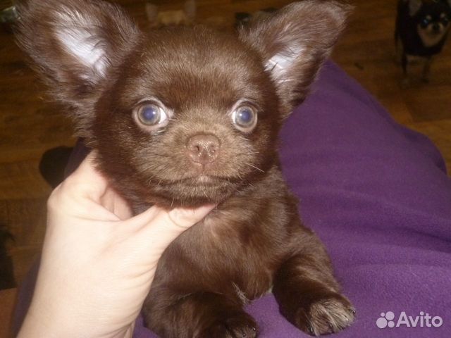 Для разведения красивая шоколадка